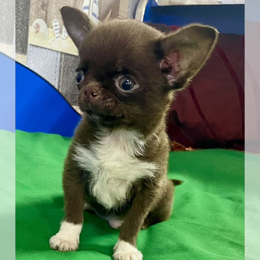 Чихуахуа, щенок