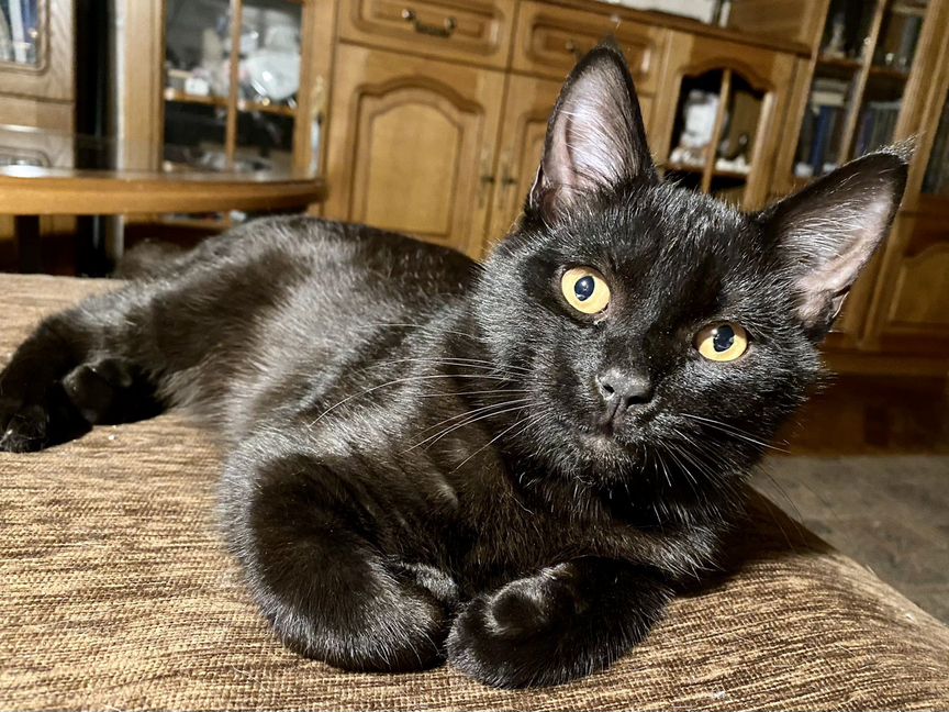 Котенок