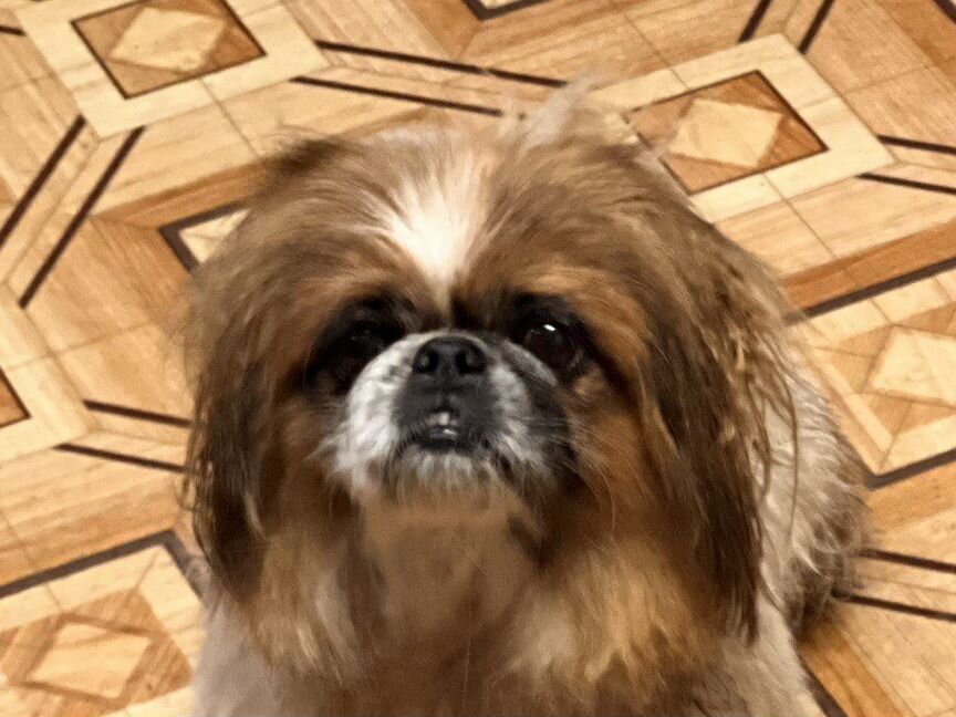 Потерялся пекинес