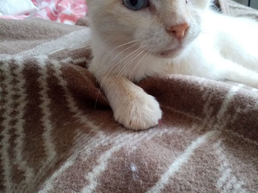 Отдам в добрые руки