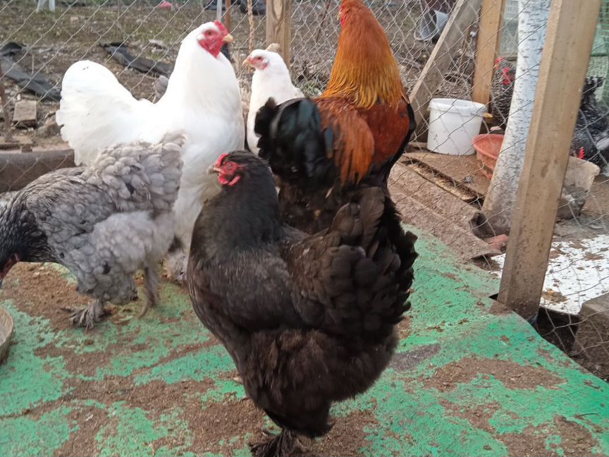 Яйца инкубацыонные от кур