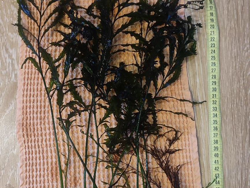 Папоротник болбитис аквариумный