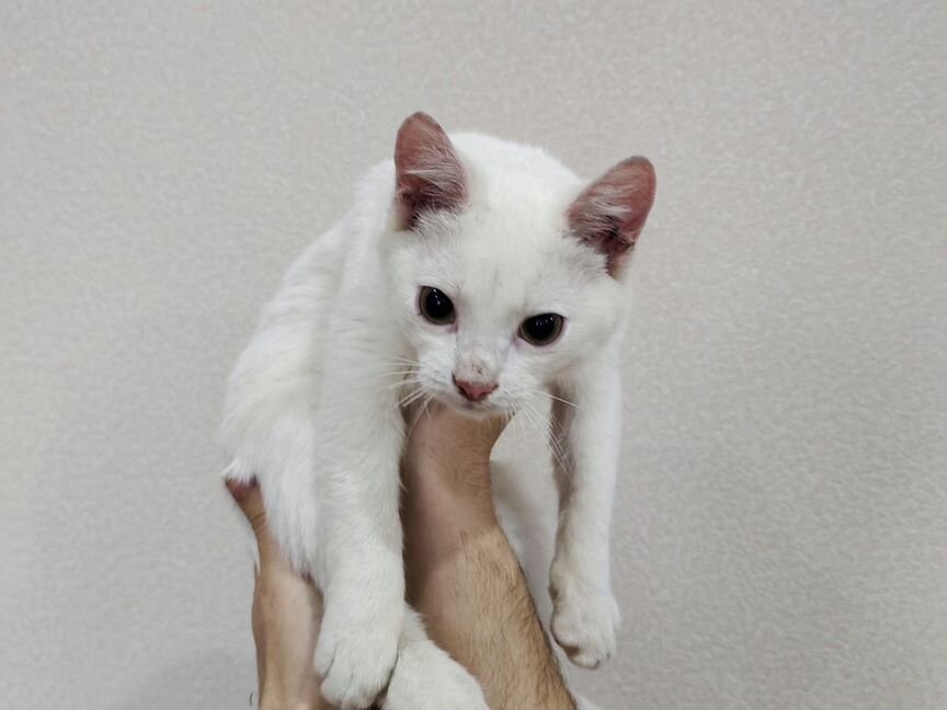 Котики в добрые руки