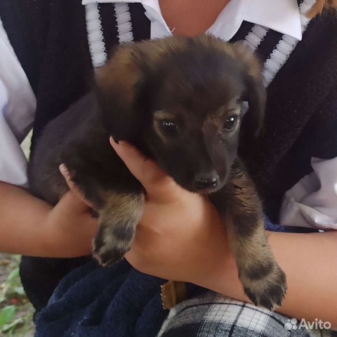 Щенки, мама спаниель