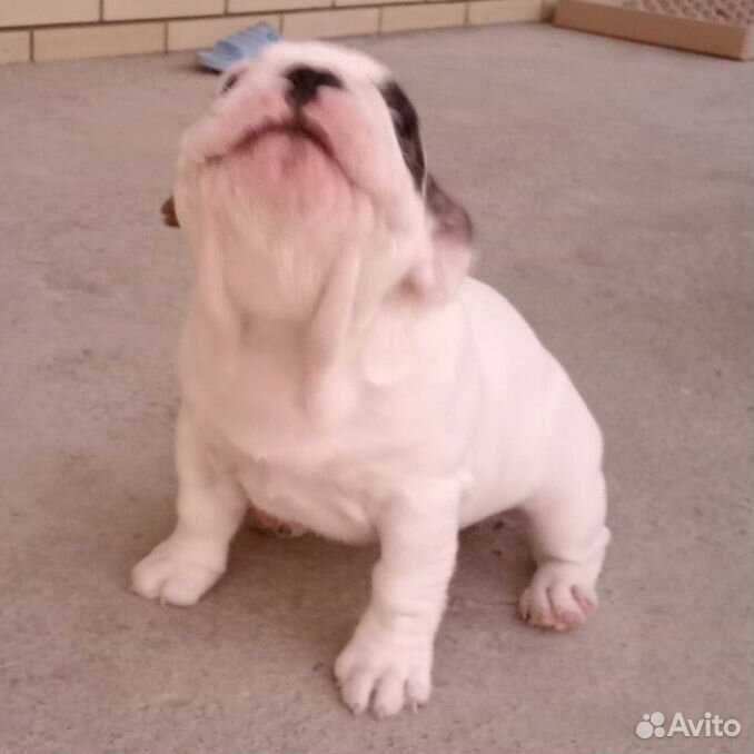 Юная мадмуазль ищет свою семью