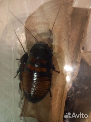 Мадагаскарские тараканы шипящие