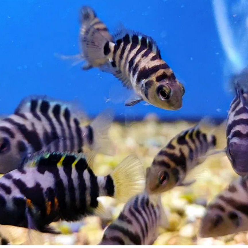 Рыбки Цихлиды