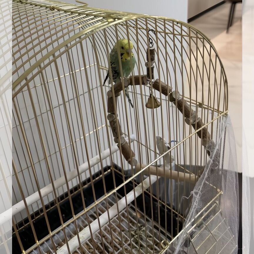 Волнистый попугай