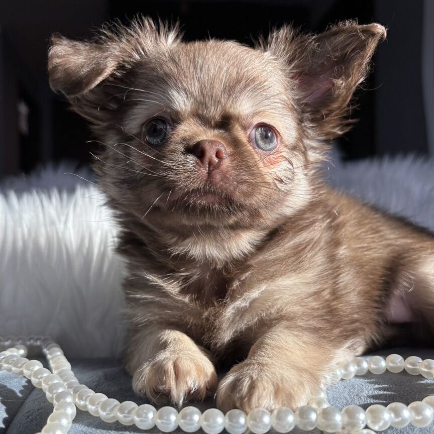 Чихуахуа, щенок