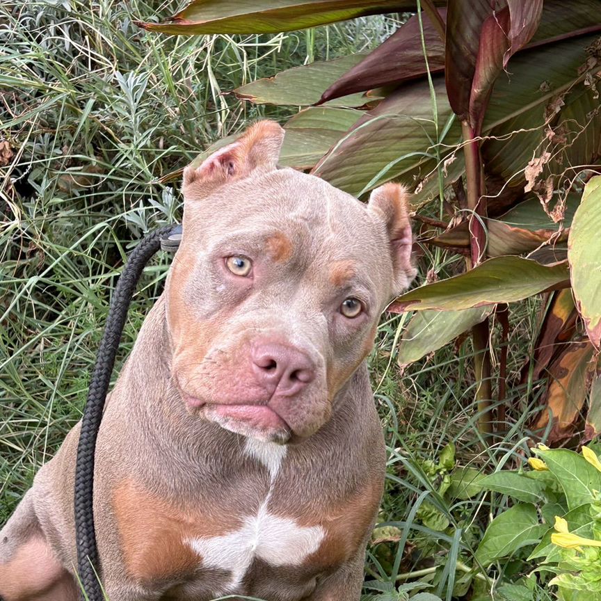 Лиловая американская булка