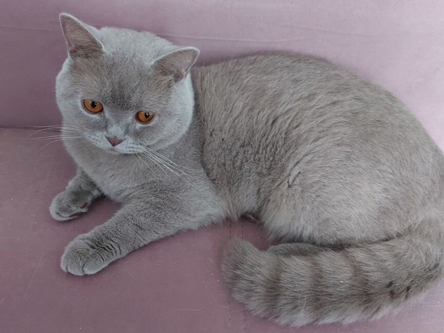 Лиловый британский котик