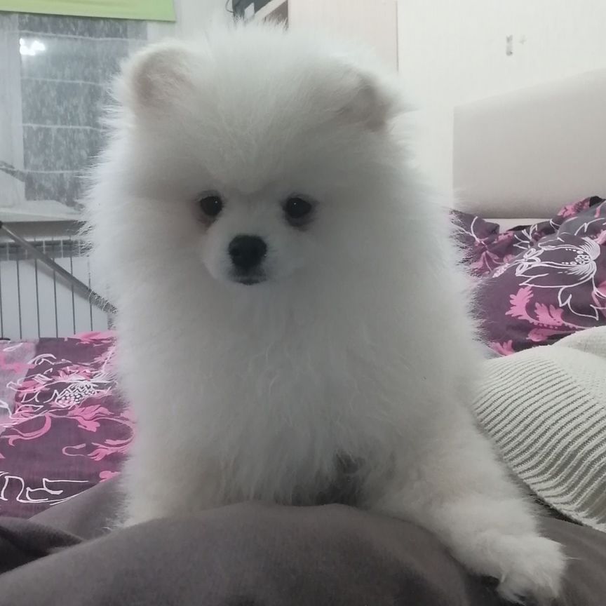 Померанский шпиц, щенок