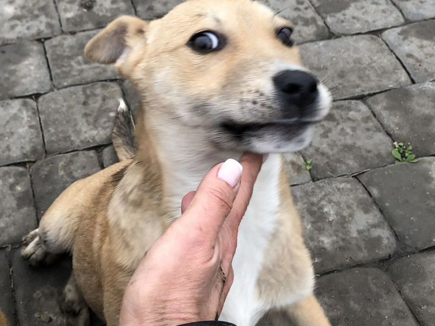 Щенки в добрые руки