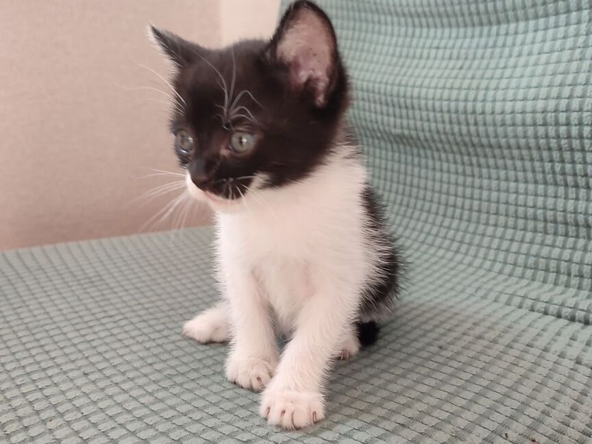 Кошка в дар бесплатно