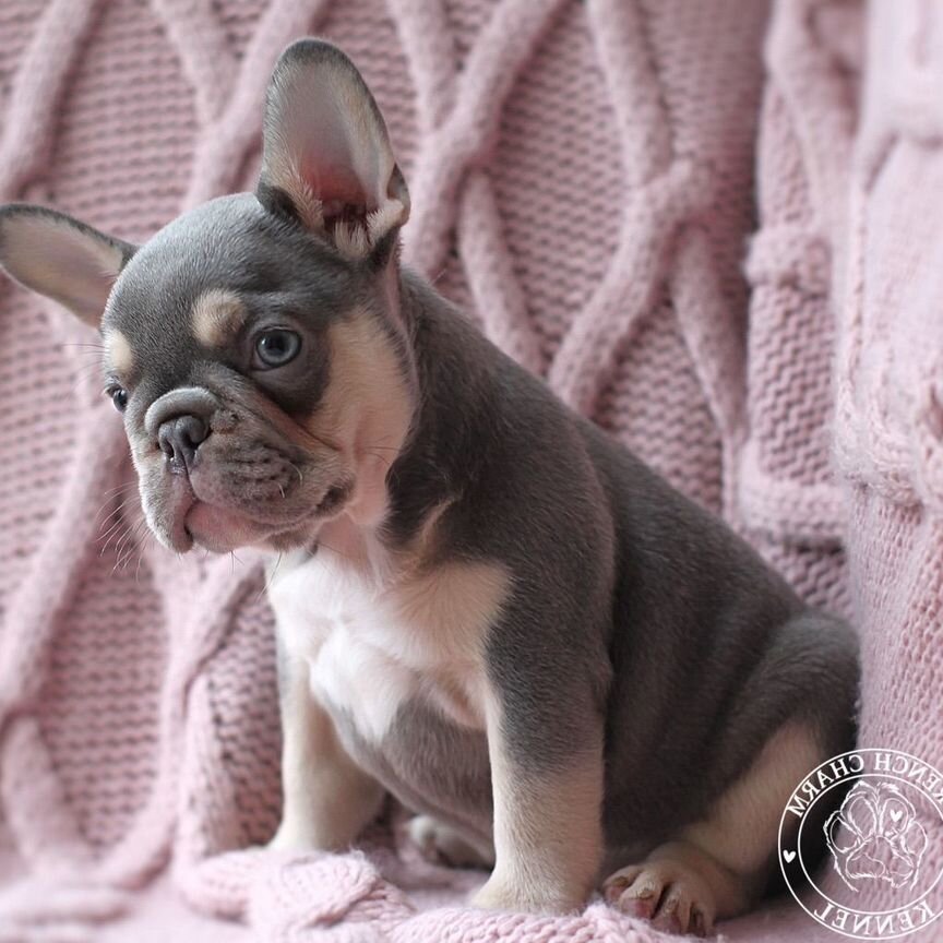 Французский бульдог, щенок
