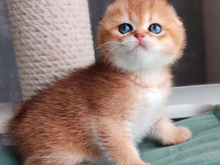 Вислоухие малыши