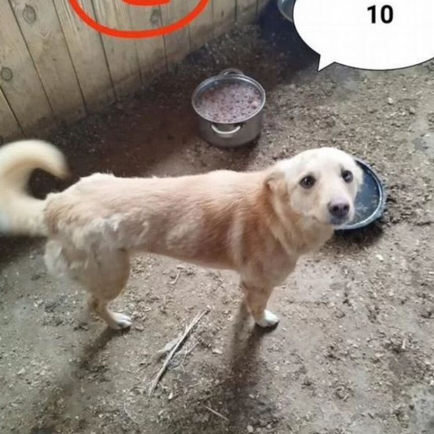 Собака из усыпалки