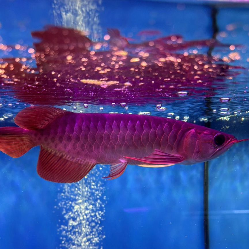 Арована премиум супер красная (азия )