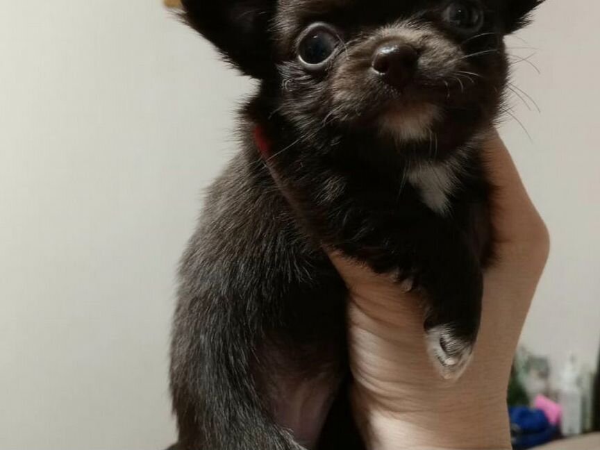 Клубные щенки чихуахуа Шоколадки