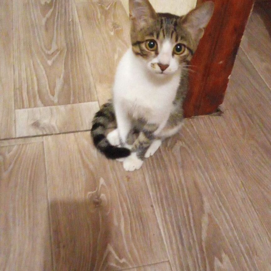 Котенок