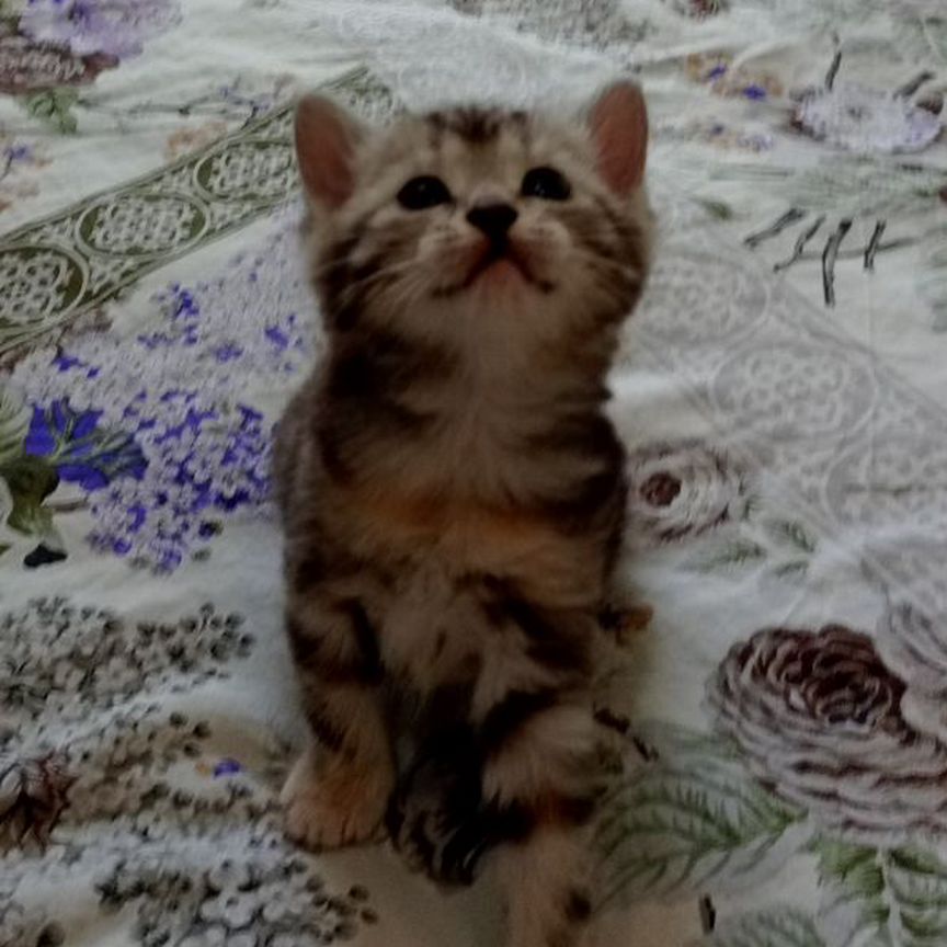 Отдам кошечку британка