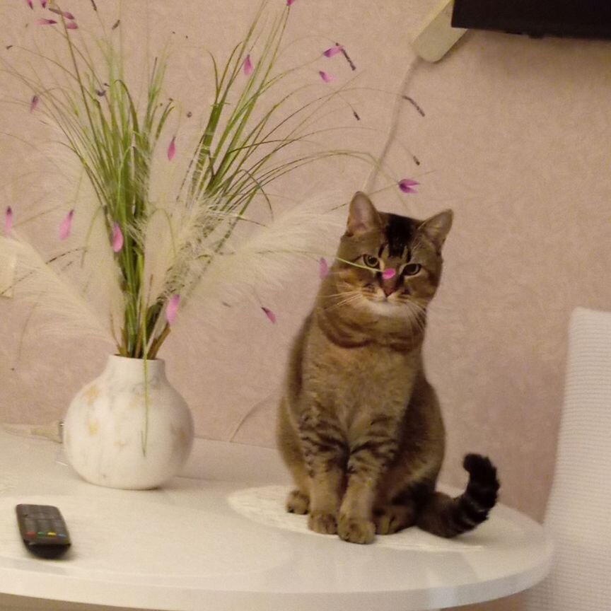 Котик Баксик