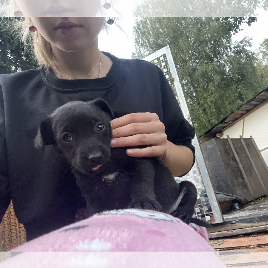 Щенки