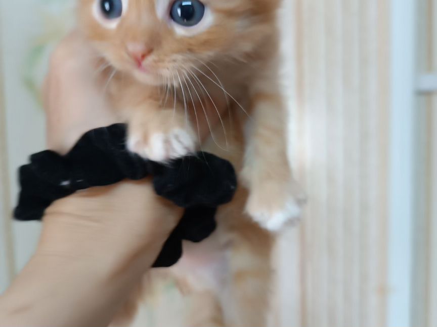 Котята мейн-кун