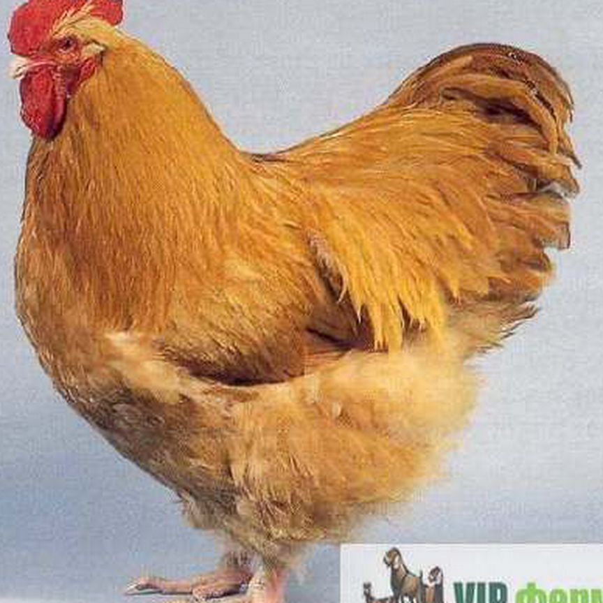 Орпингтон палевый петух