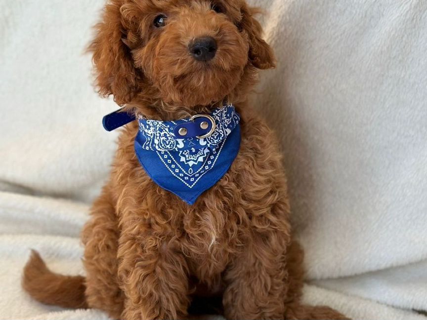 Пудель миниатюра