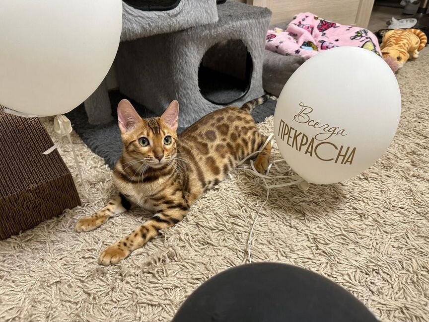 Бенгальская кошка
