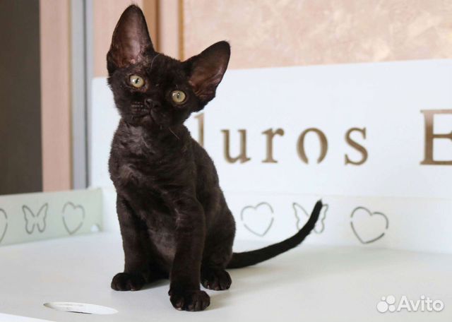 Котята девон-рекс