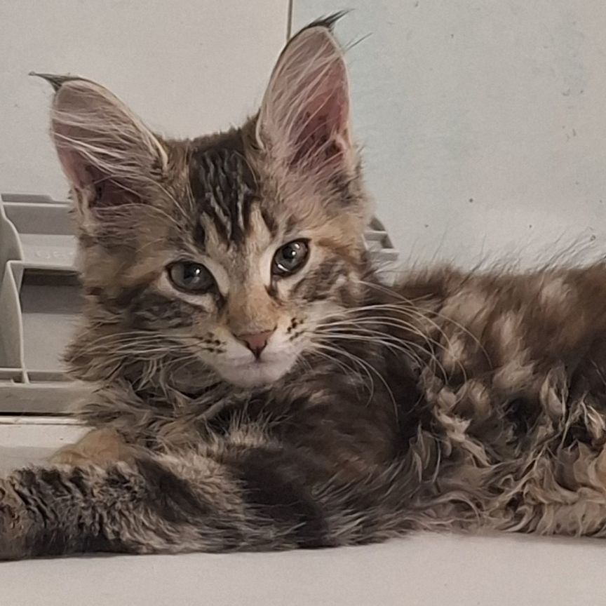 Мейн-кун котёнок