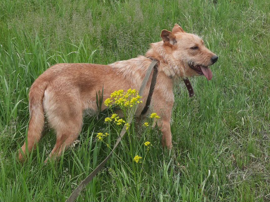 Собака Вуди грустит в приюте