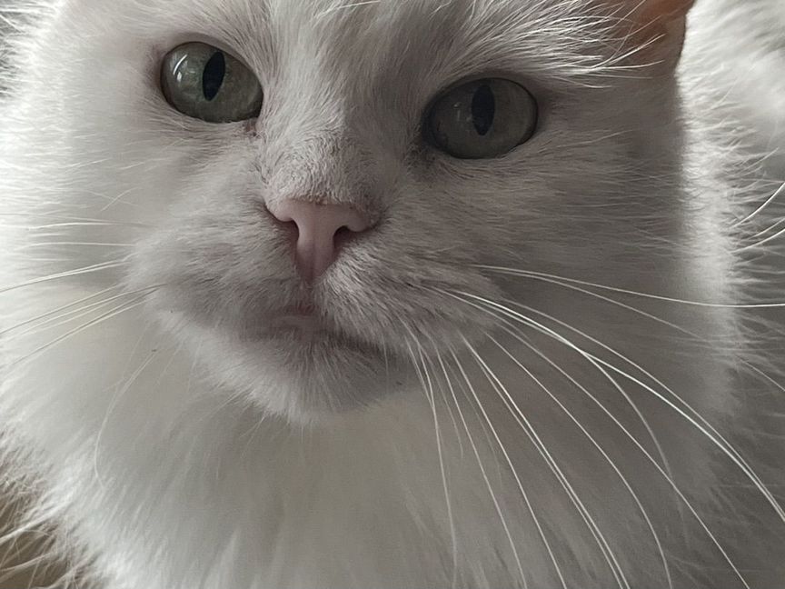 Помогите Стеше найти дом