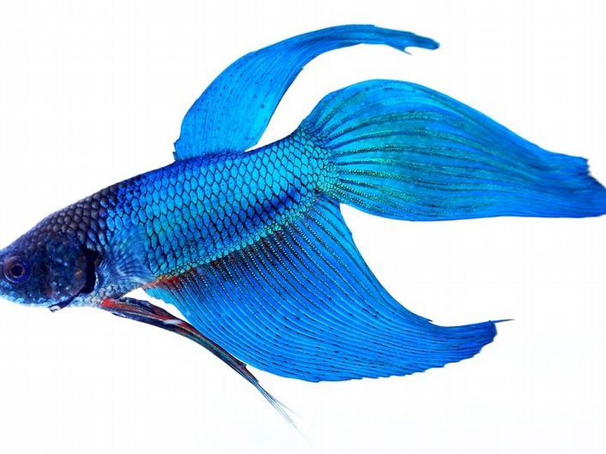 Петушки сиамские "Ассорти" Вуаль (М)