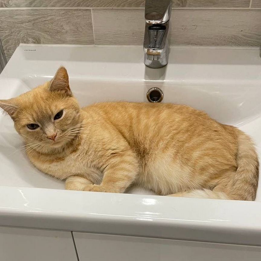 Кошка Ласка