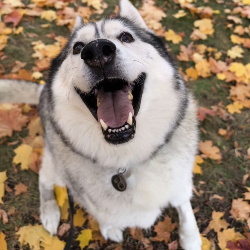 Сибирский хаски, взрослый пёс