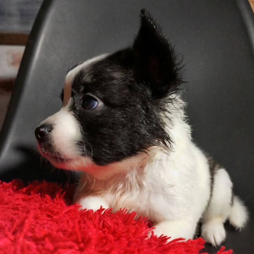 Чихуахуа, щенок