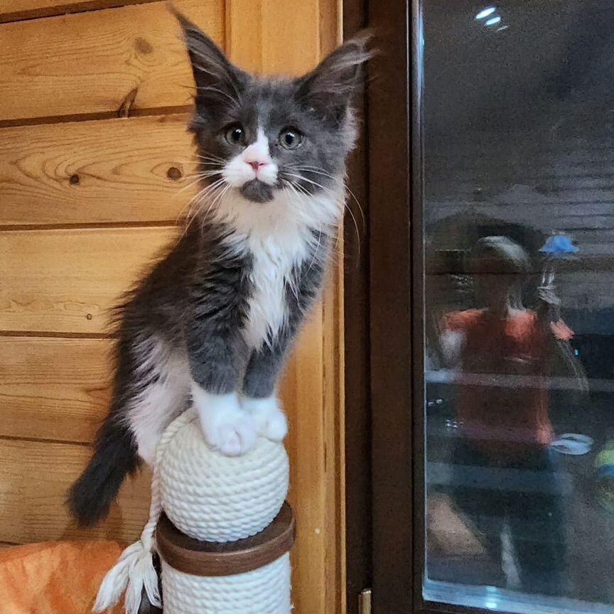 Котята мейн-кун