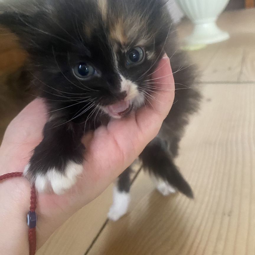 Отдам котят в добрые руки