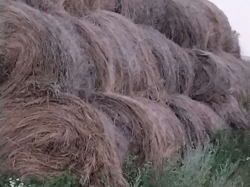 Сено в рулонах