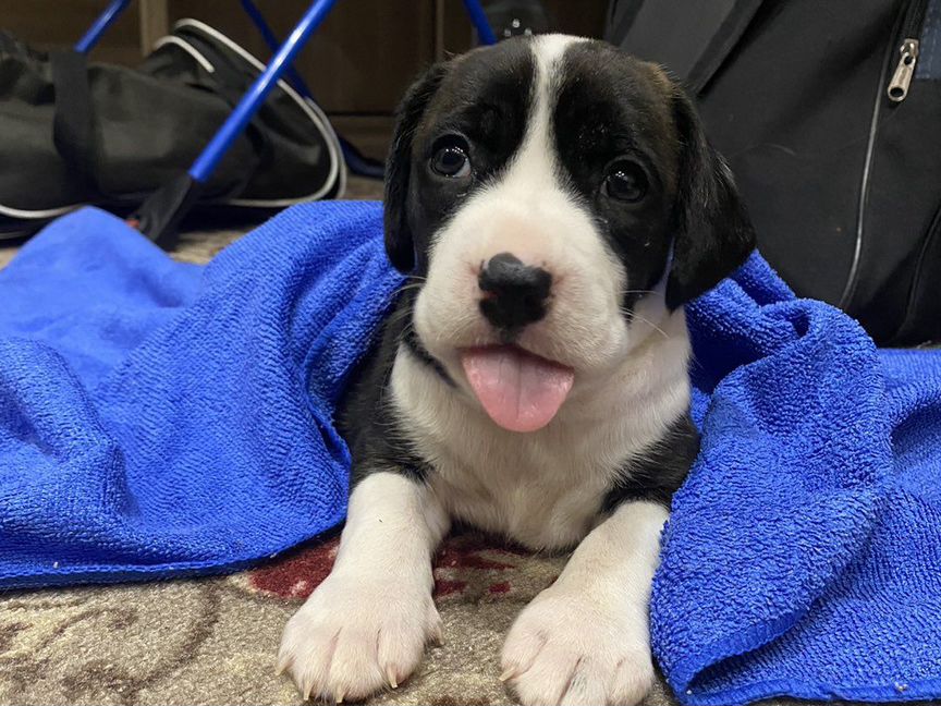 Стаффордширский терьер щенок