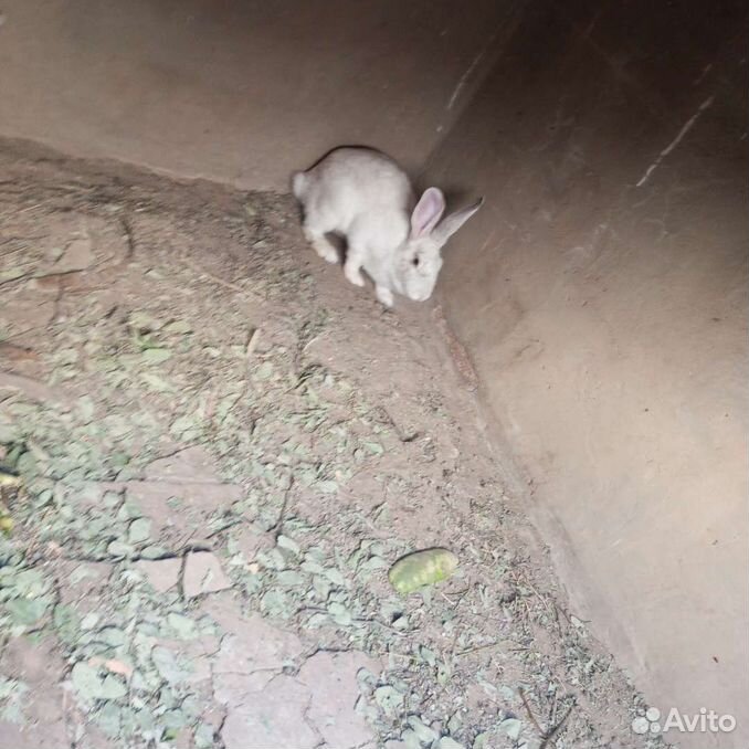 Кролика и Крольчиха