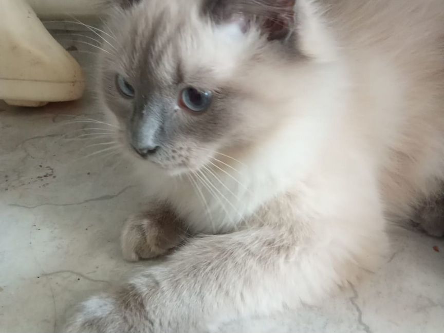 Кот для вязки
