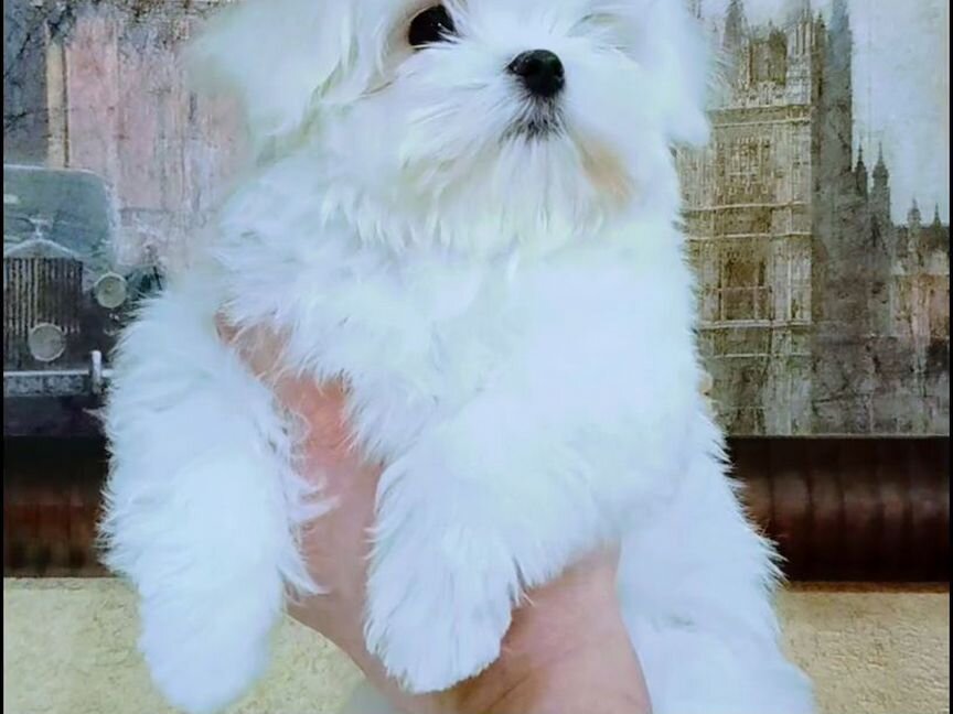 Мальтийская болонка мини,микро детки