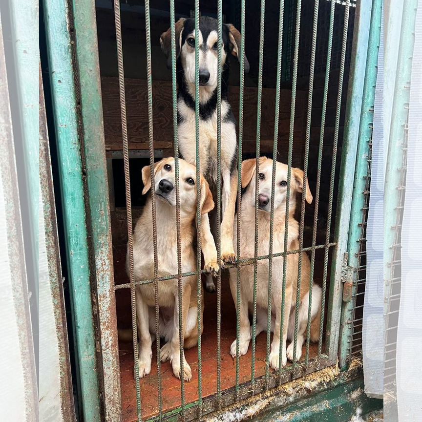 Щенок в добрые руки