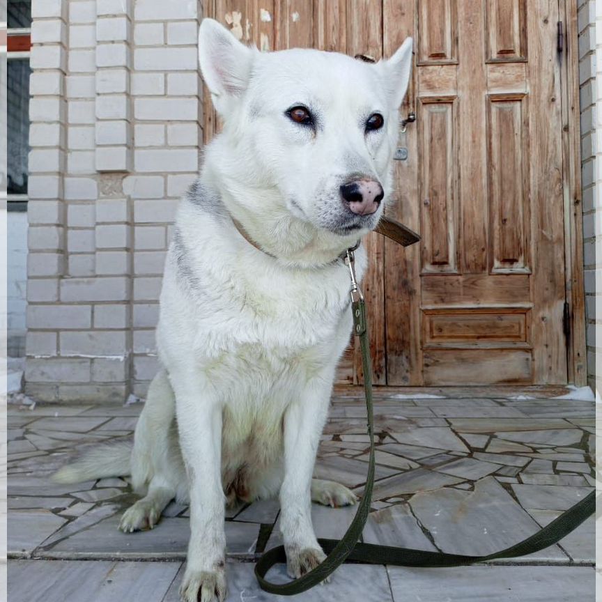 Лайка