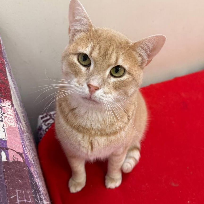 Взрослый кот в добрые руки