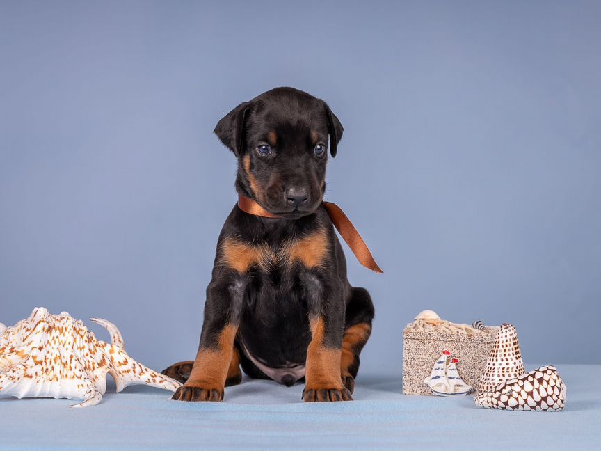 Щенки добермана